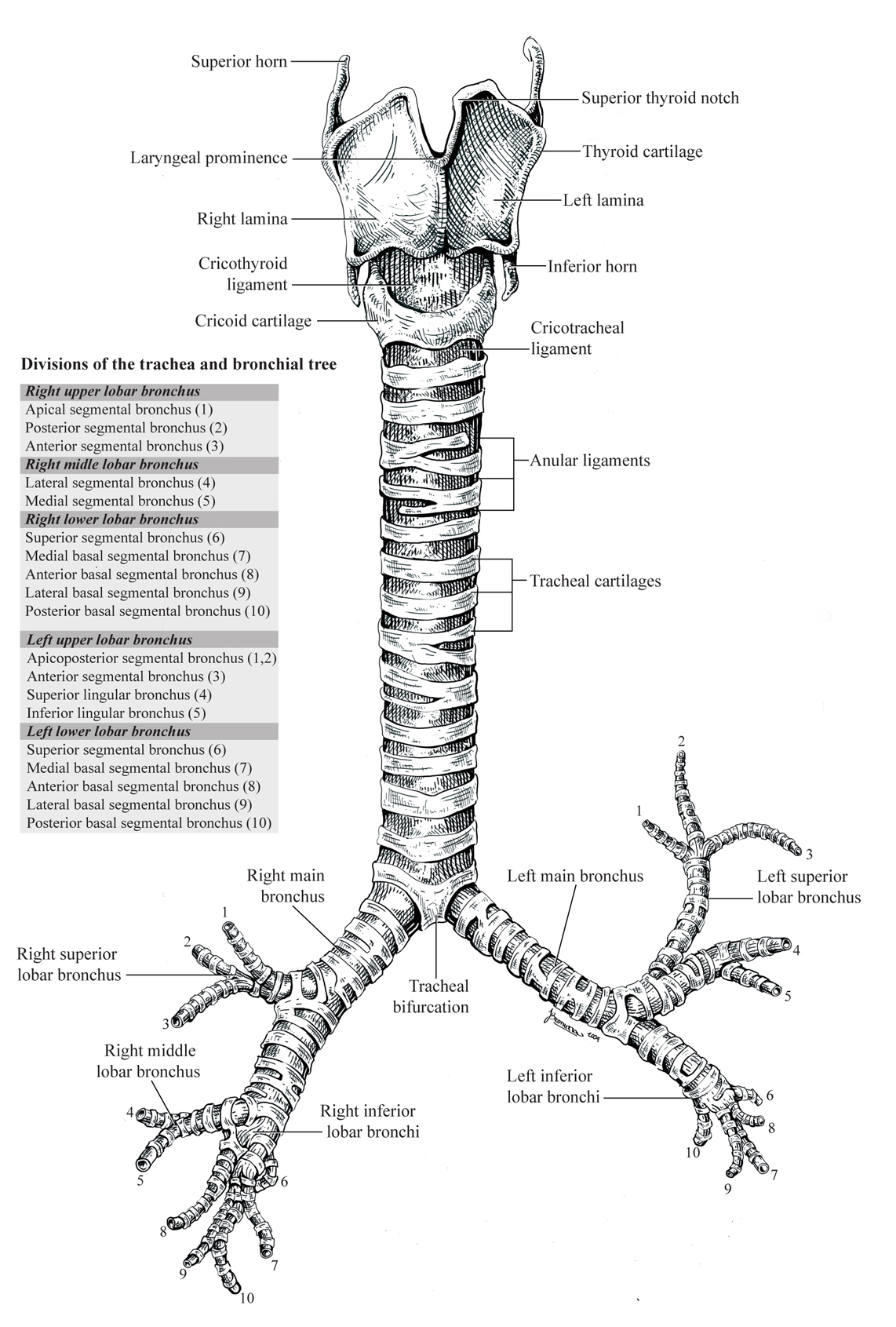 Jeremy N. Brotherton B.A., M.S.