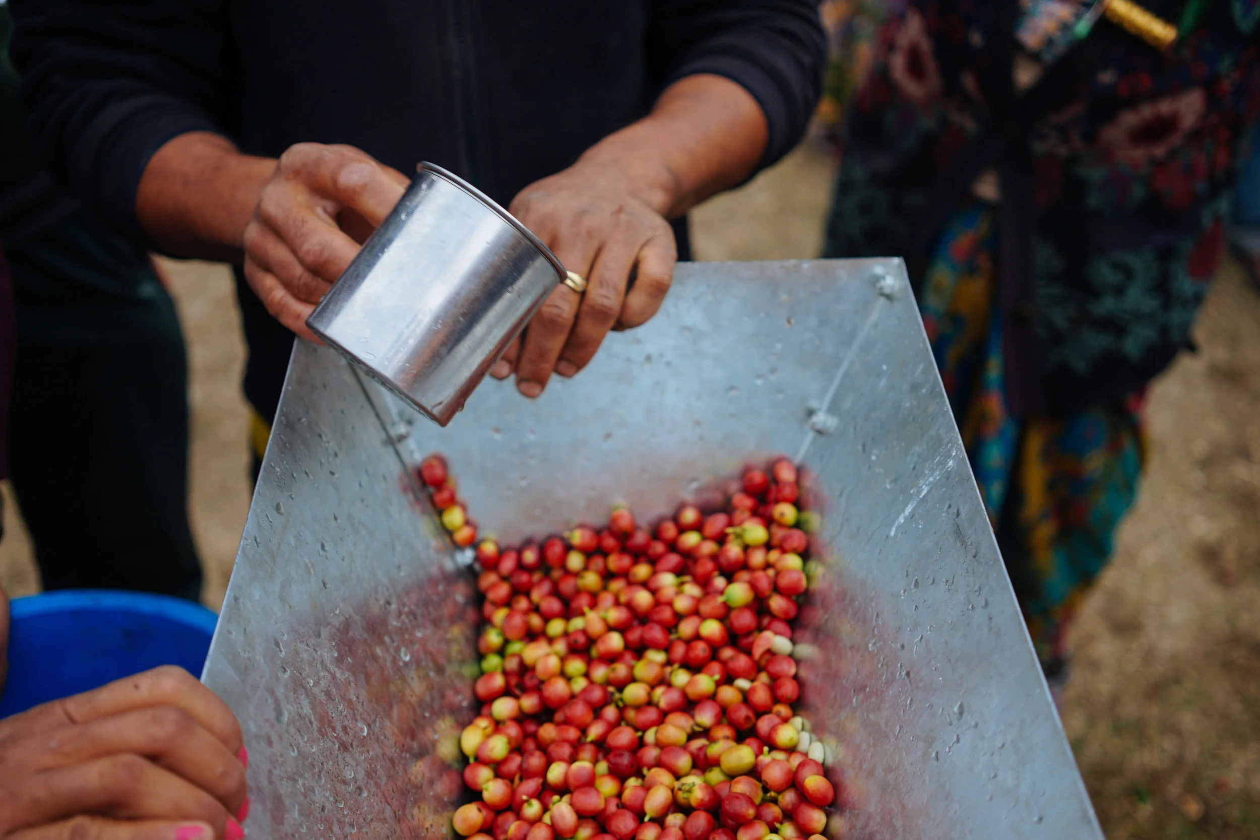 The Glacier Trust - Photo essay - Coffee