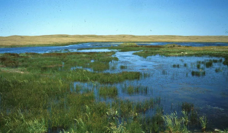 Canadian Wetland Classification System — Wetland Policy
