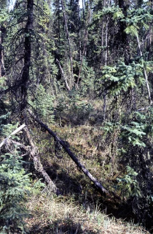 Canadian Wetland Classification System — Wetland Policy