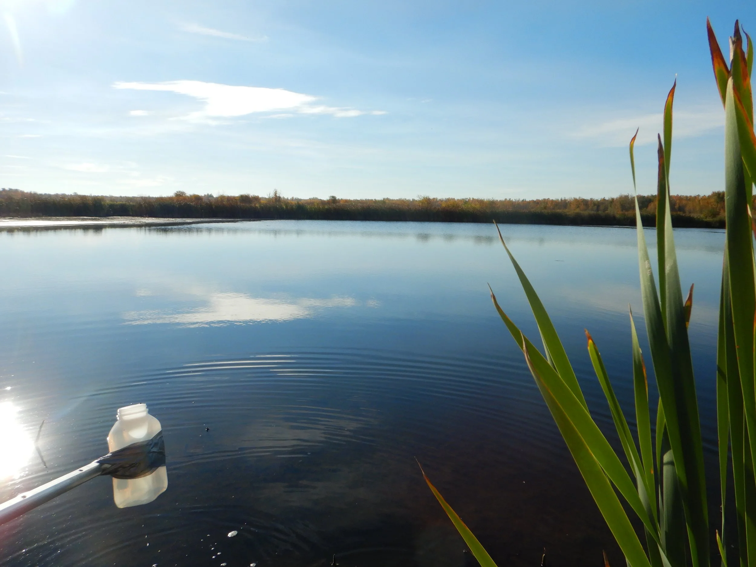 Wetland Application Process — Alberta Wetland Policy