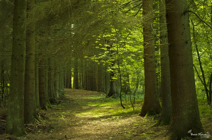 Educators Resources — The Professional Counselor, Inc.