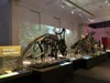 Top 5 things to do at the Australian Museum - Sydney - Busy City Guide