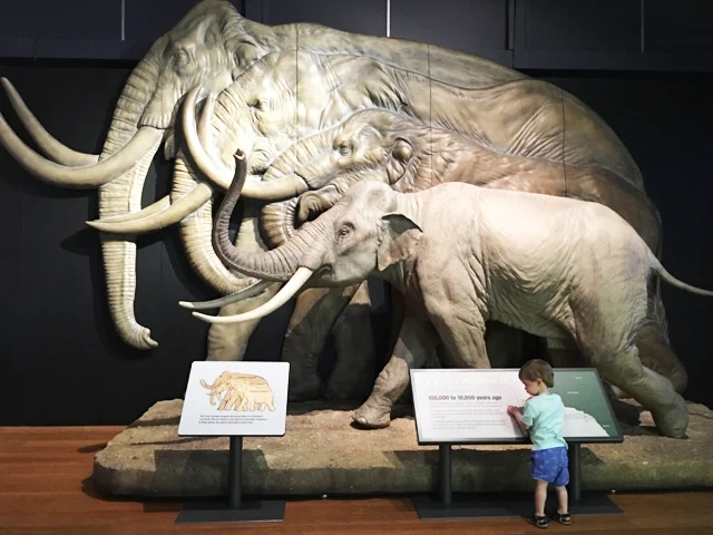 Mammoths: Giants of the Ice Age - Australian Museum - Review & Giveaway ...