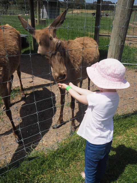 Chesterfield Farm - Melbourne - Review - Busy City Guide