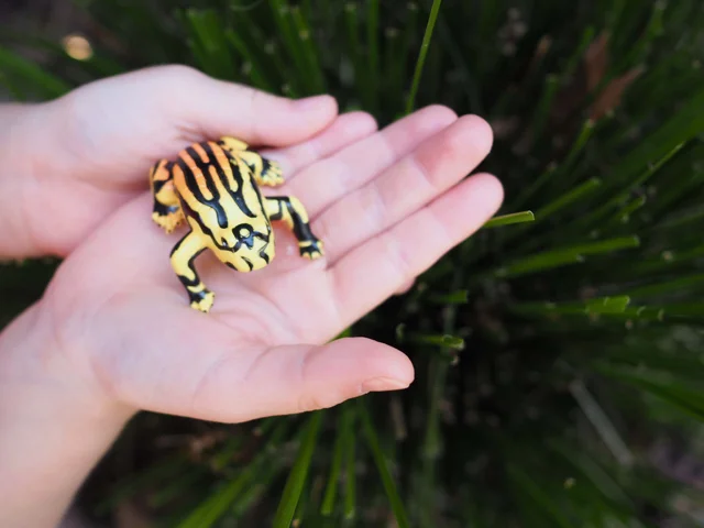 The Wiggles Frog Disco Review - Melbourne Zoo - Melbourne - Review ...