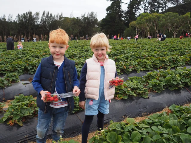 Sunny Ridge Strawberry Farm - Mornington Peninsula - Review - Busy City ...