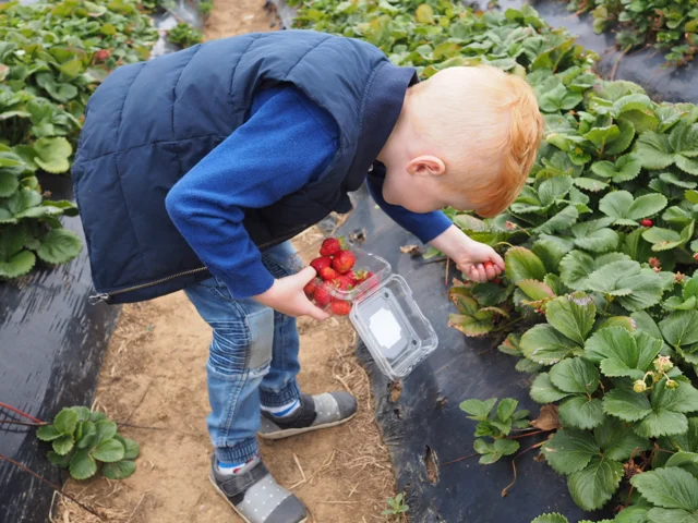 Sunny Ridge Strawberry Farm - Mornington Peninsula - Review - Busy City ...