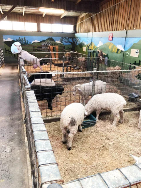 Myuna Farm - Doveton - Melbourne - Review - Busy City Kids