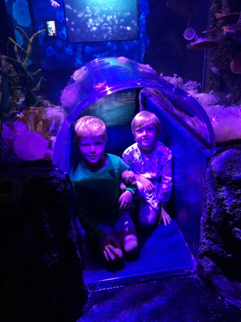 Ocean Invaders - Sea Life Melbourne Aquarium - Melbourne - Review ...