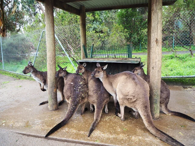 Cleland Wildlife Park - Adelaide - Review - Busy City Guide