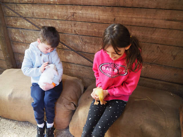 Golden Ridge Animal Farm Dural - Sydney - Review - Busy City Guide