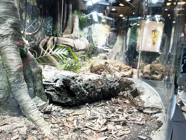 ARC - Amphibian and Reptile Conservation Centre at Taronga Zoo - Review ...