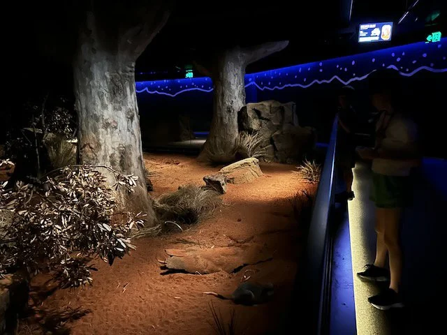 Nguwing nura - Nocturnal House at Taronga Zoo - Review - Busy City Guide