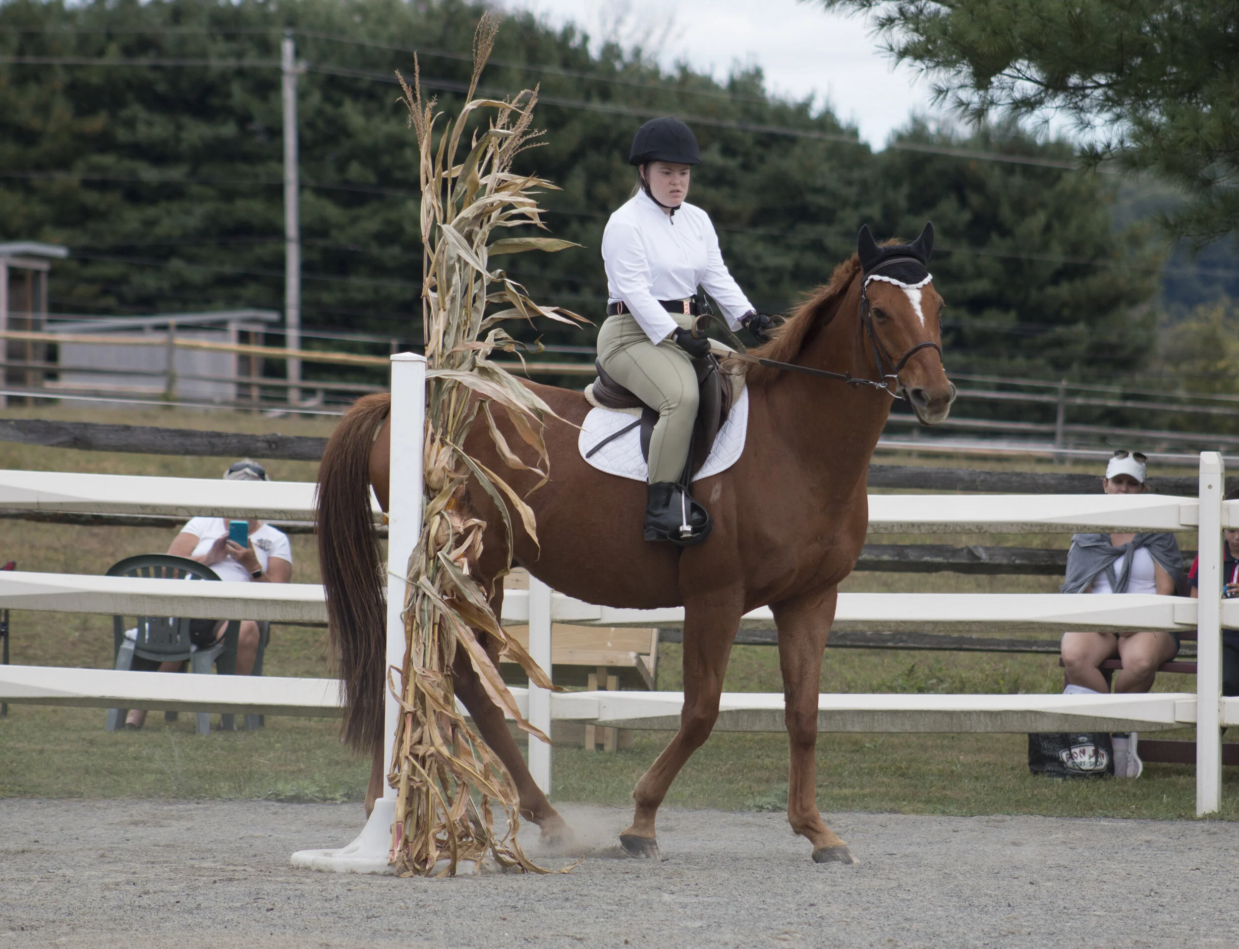 Mane Stream — Horse Shows
