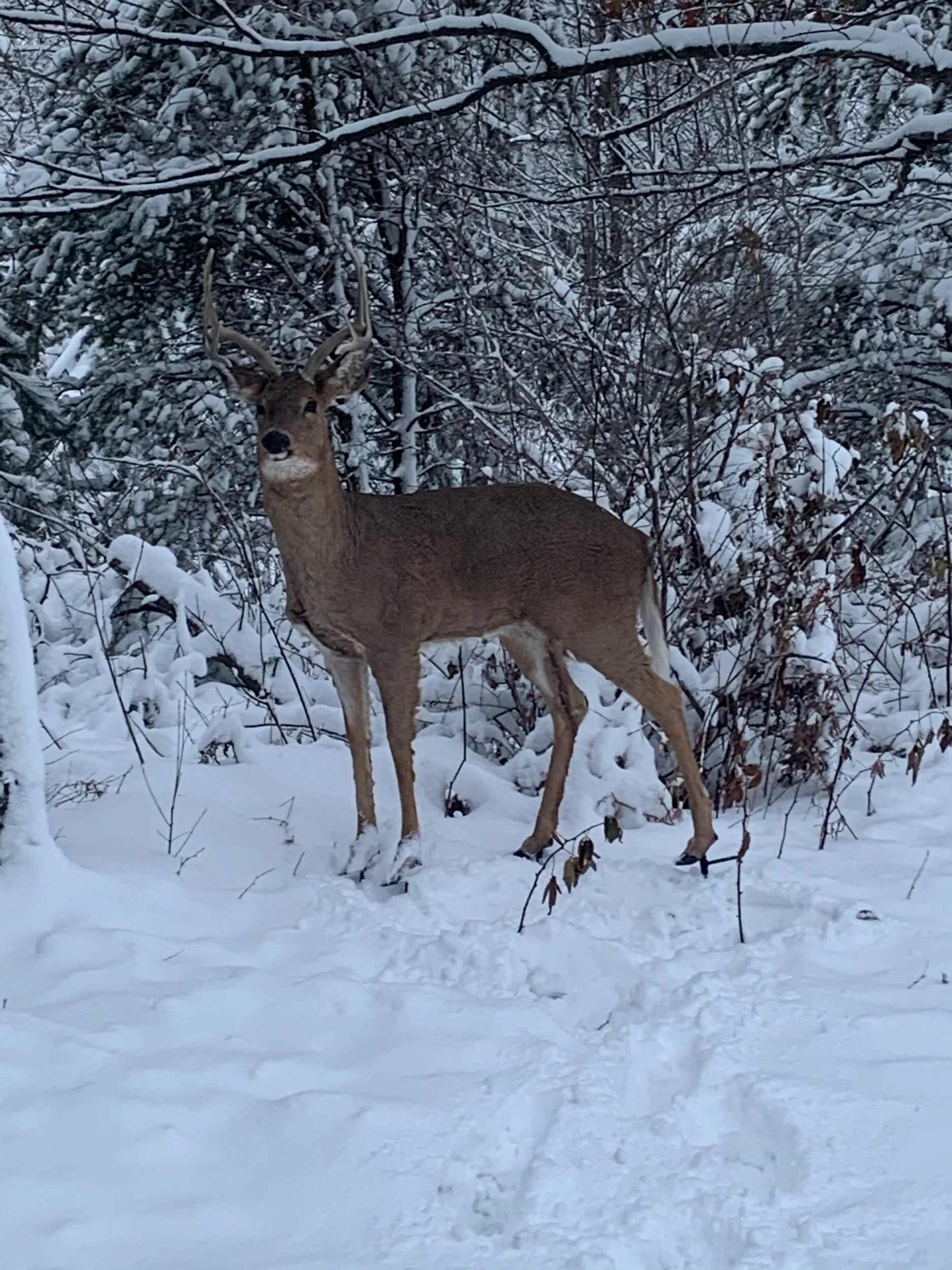 Deer — Robotic Decoys - Custom Built Robotic Wildlife Decoys
