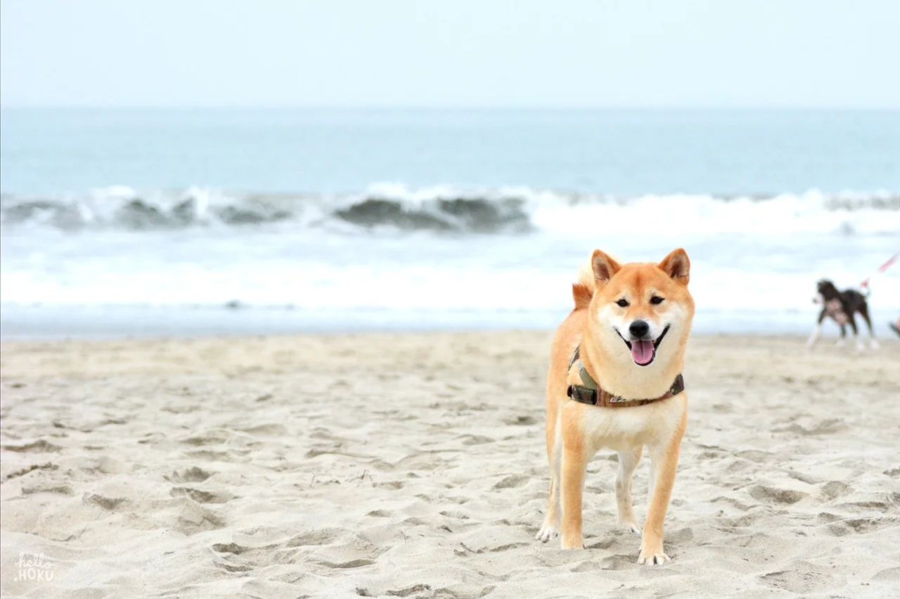 Are Dogs Allowed At Coronado Beach