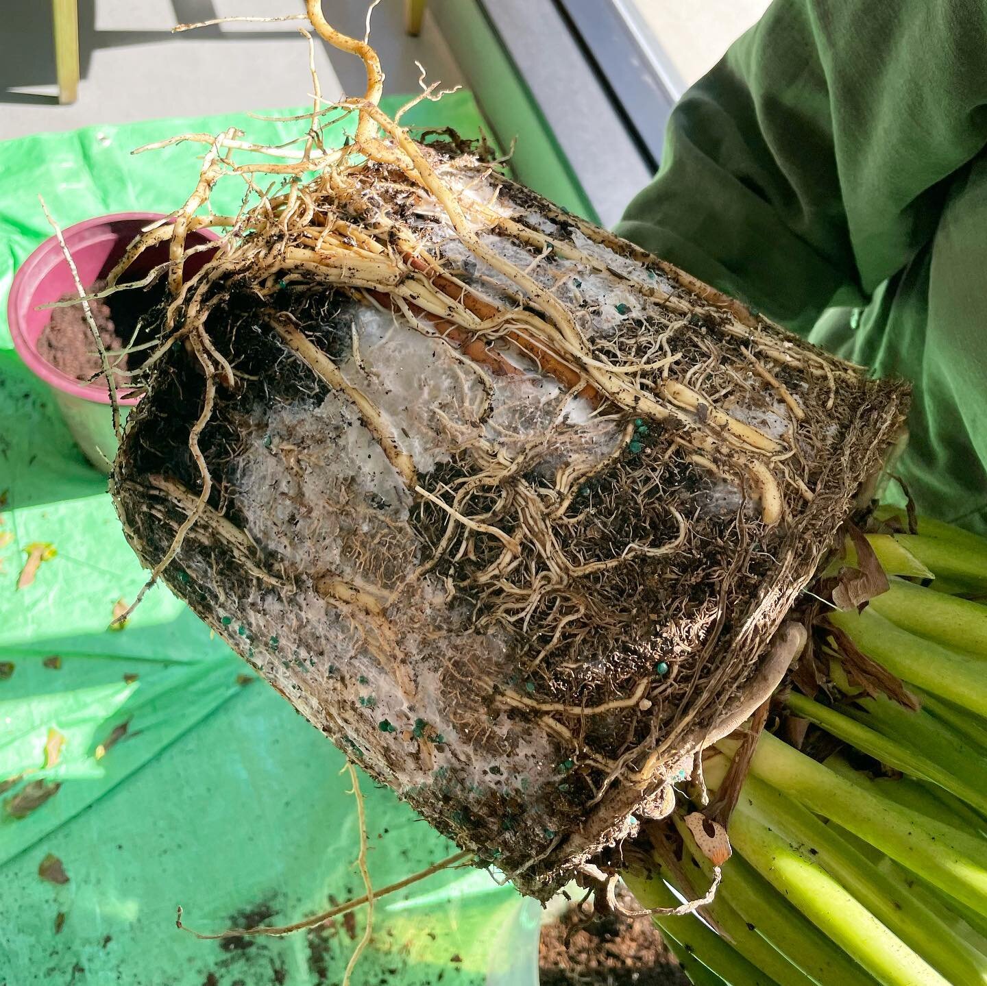 VERY SAD LAB — Naoco Wowsugi