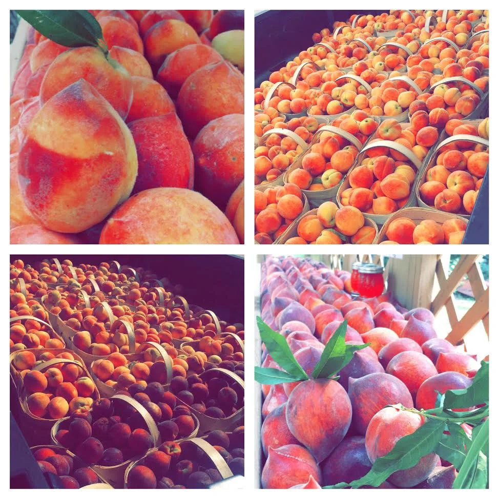 Largest & Oldest Produce Market in NC. 53rd Season — Perkins Orchard