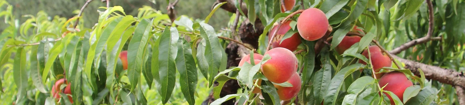 Fresh Peaches — Lexington County Peach Festival