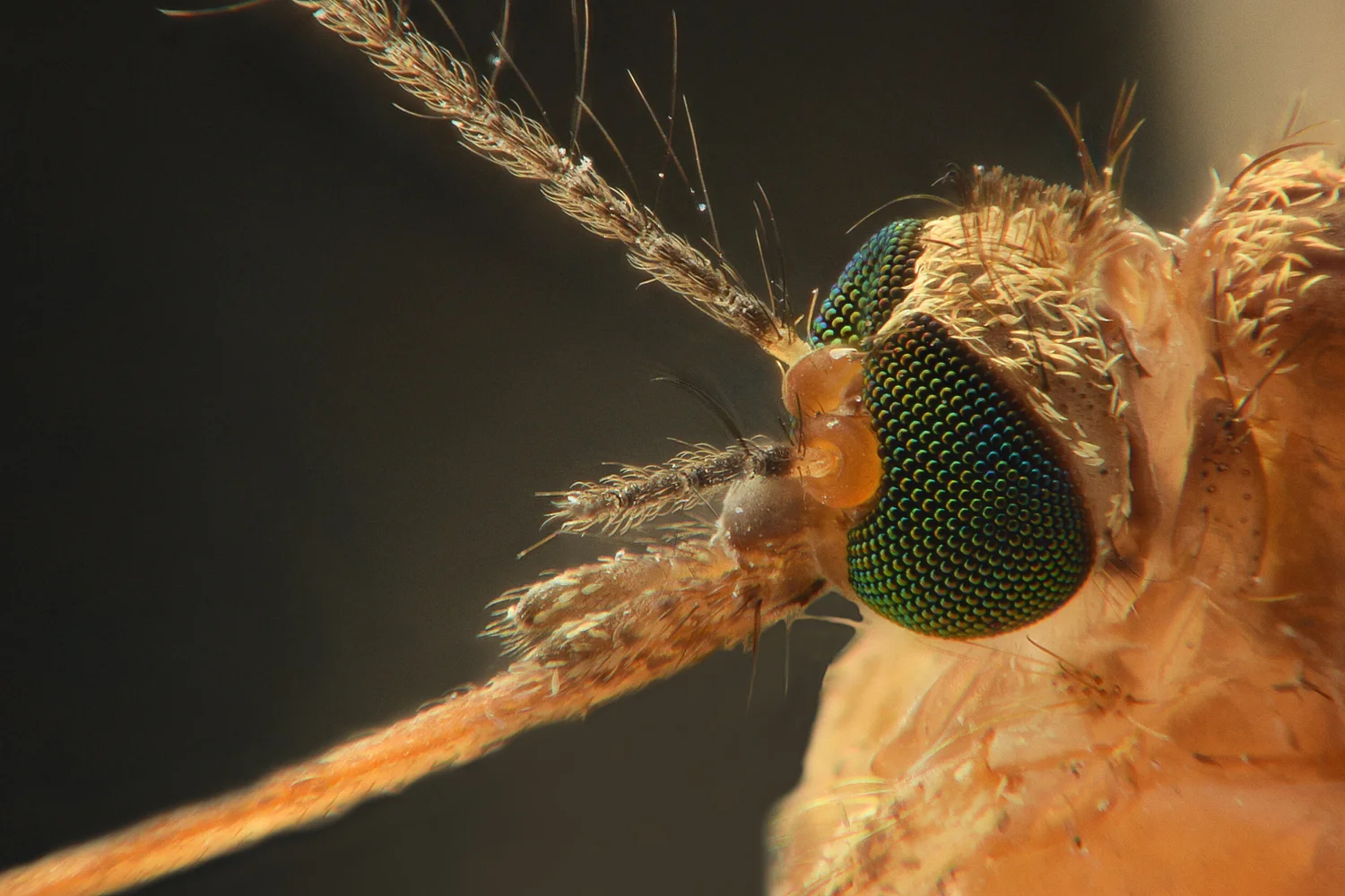 Mosquito Module 3 — Reece Lab
