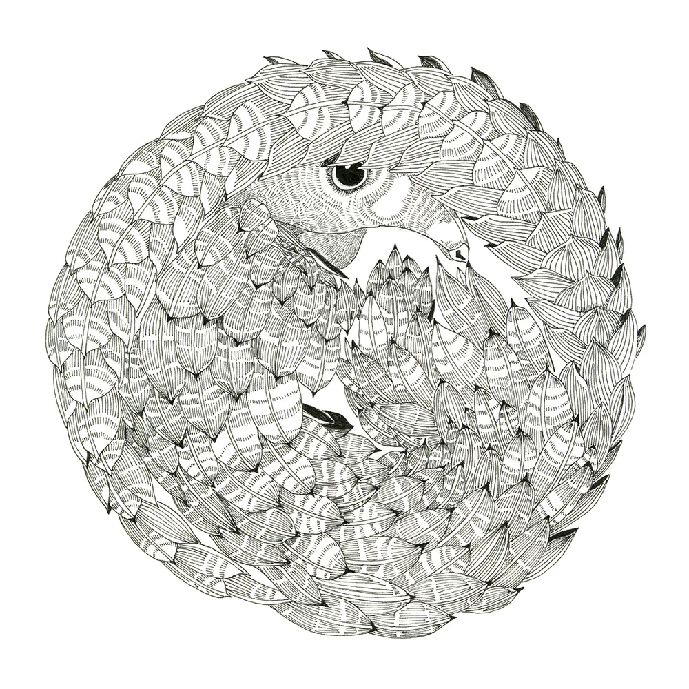 Pangolin Drawing