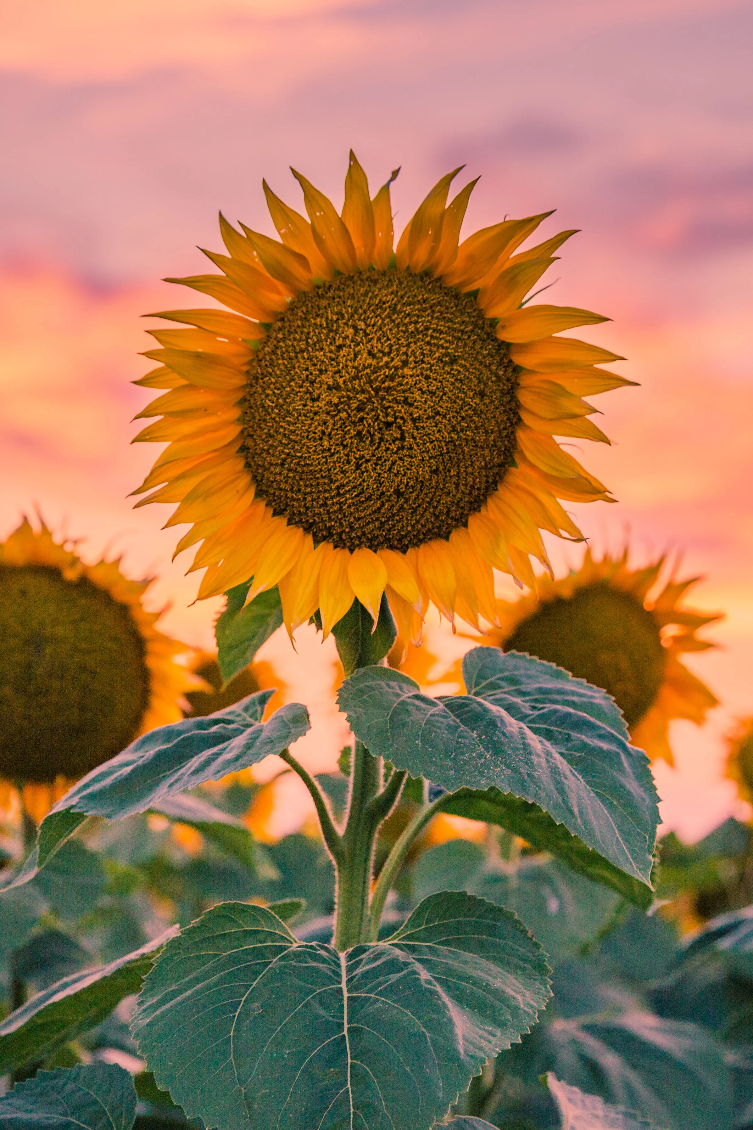 Single Sunflower Photography