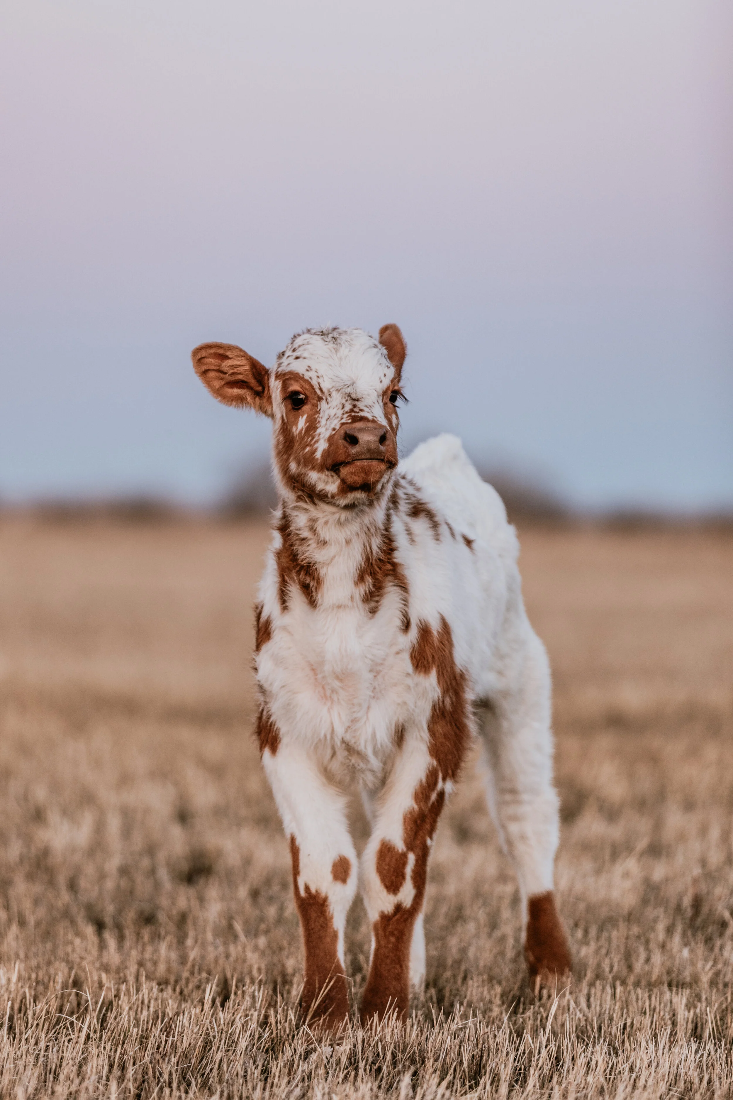 Calf Photography