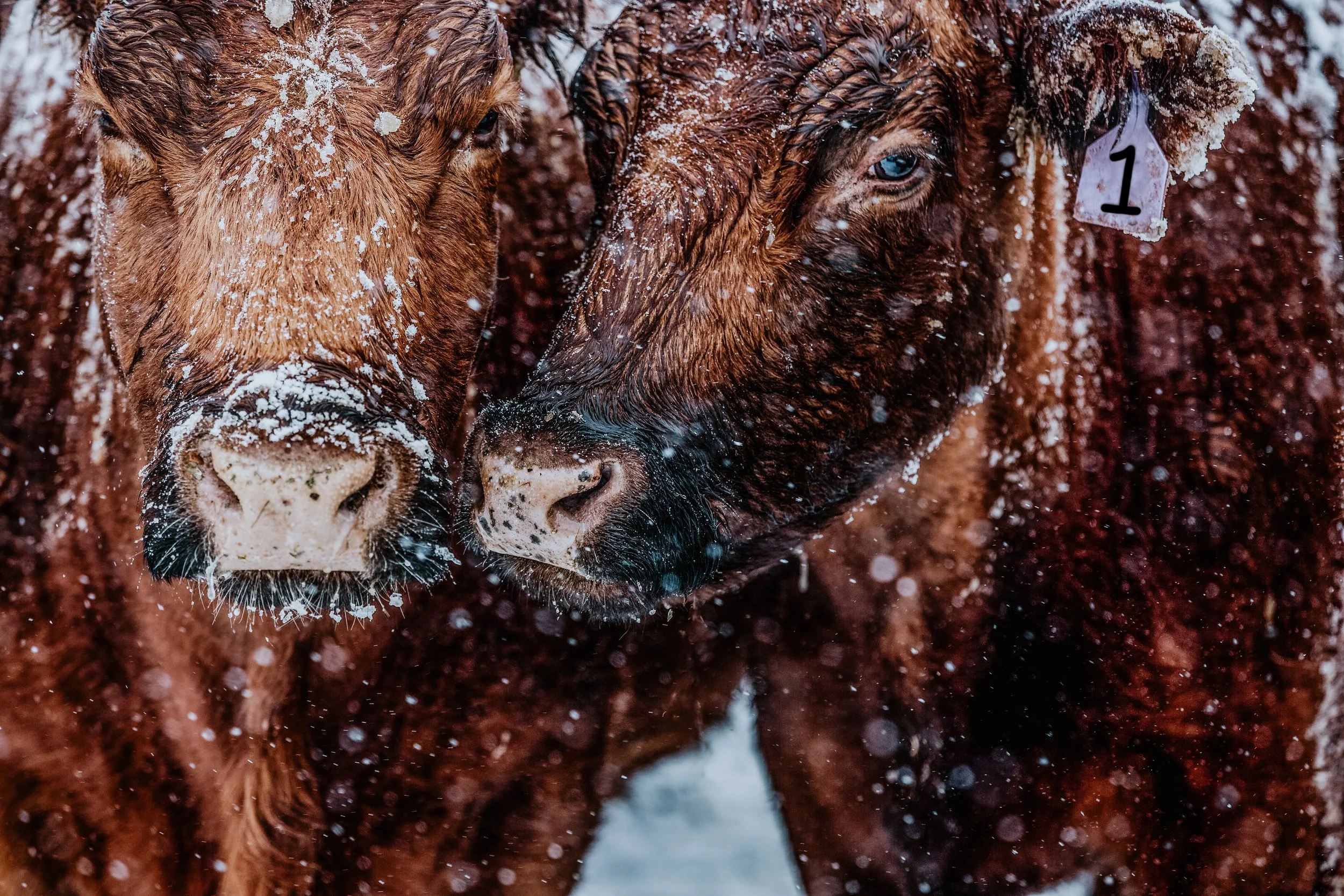 Red Angus Cattle