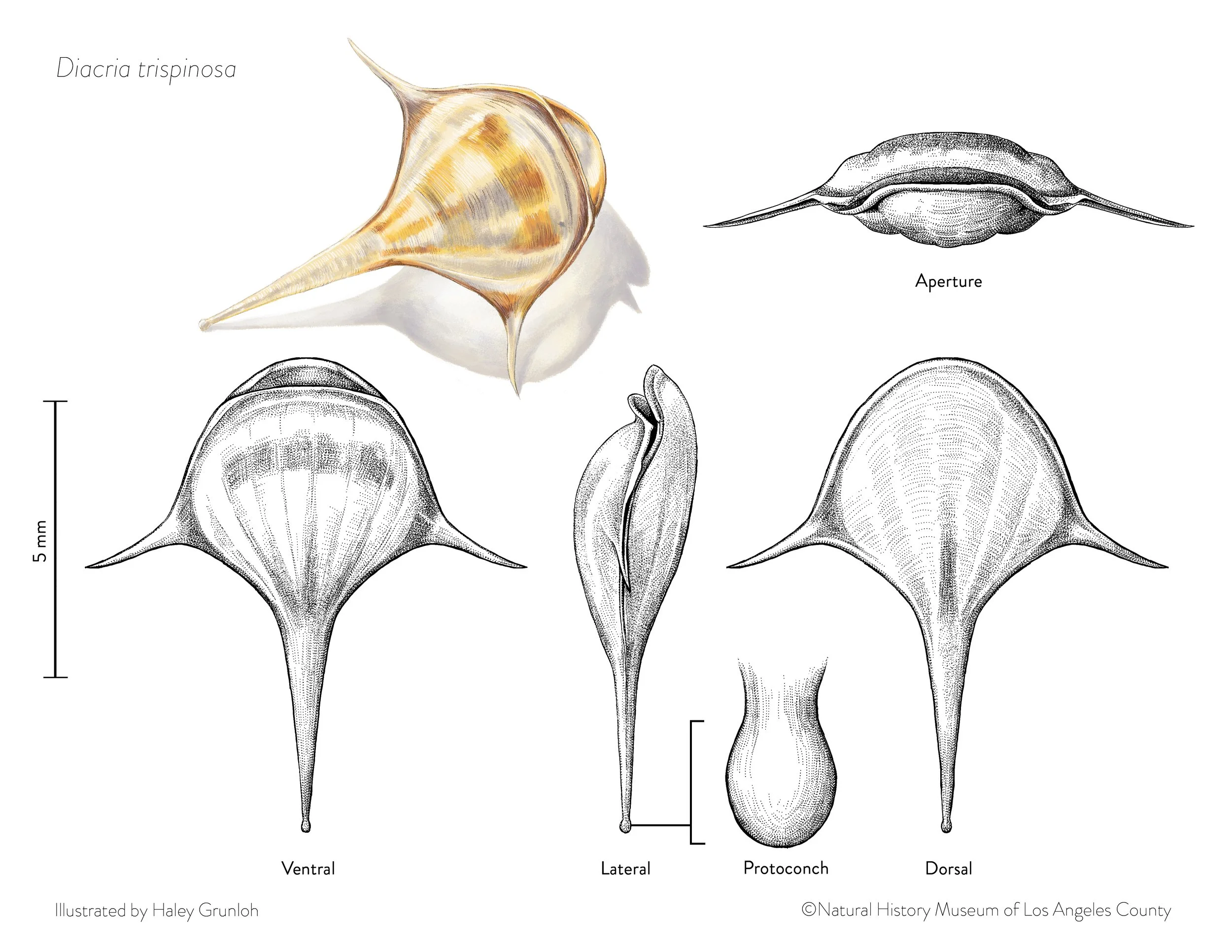 Pelagic Snail Shells — Haley Grunloh