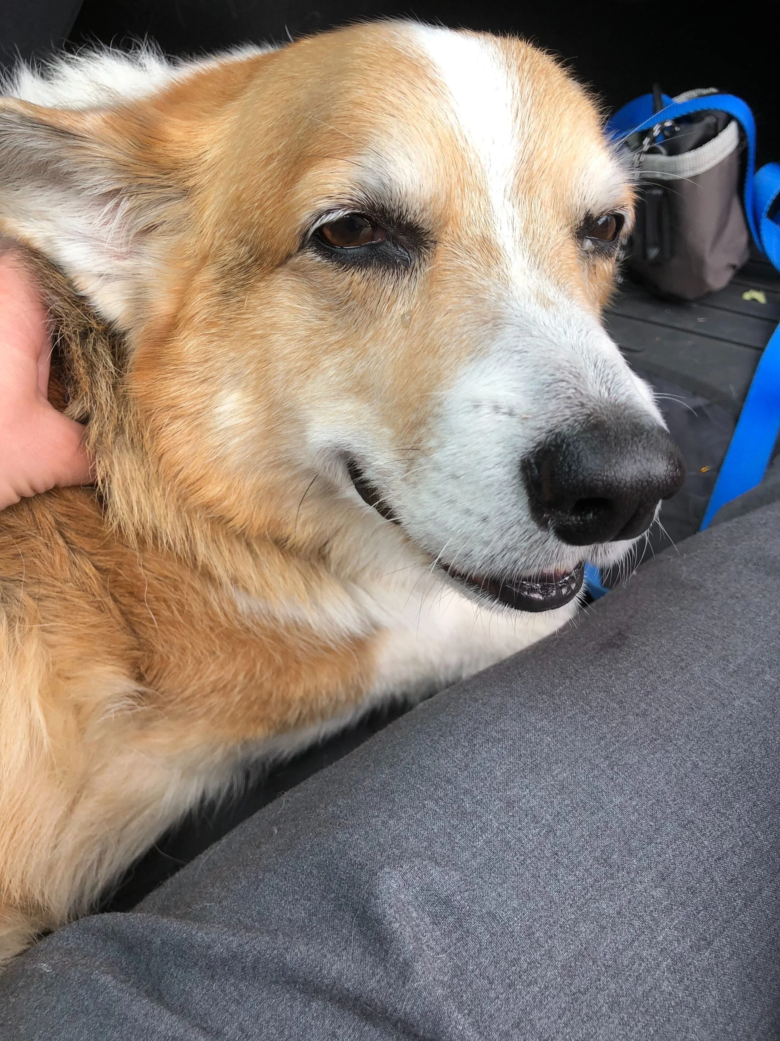 Wicket, 2010-2022 — Fuzzy Slug Studios