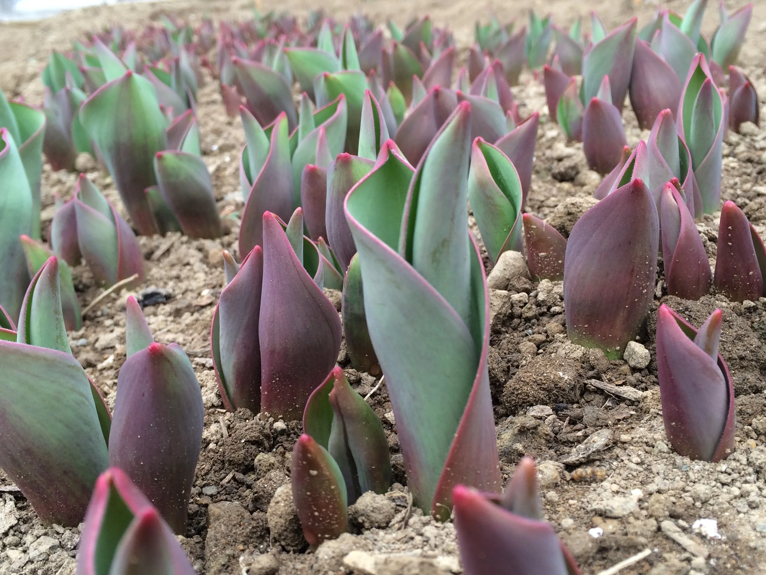 the farm — Blue Cloud Farm