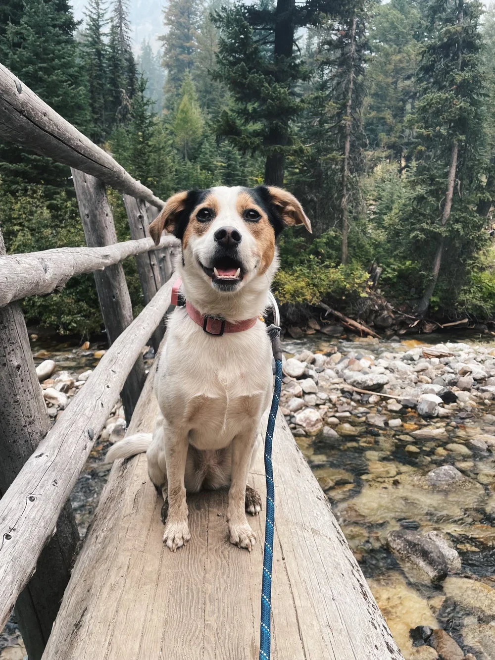 hike-a-thon — Oregon Dog Rescue