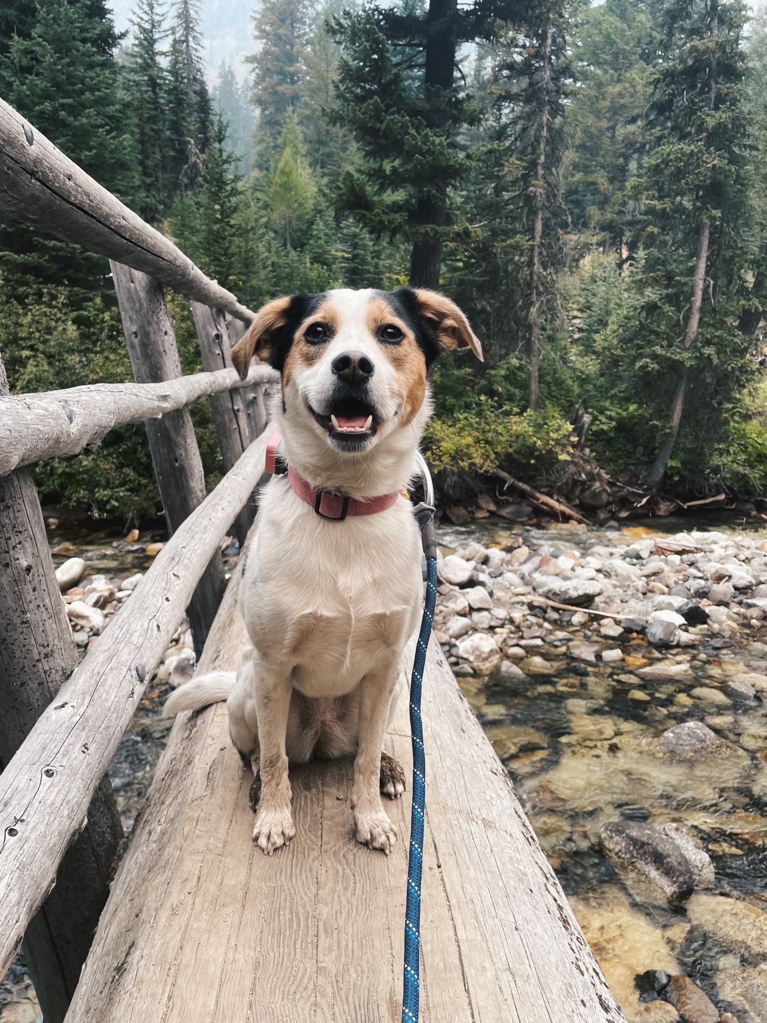 hike-a-thon — Oregon Dog Rescue