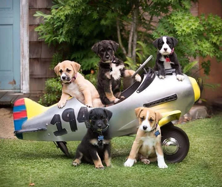 How to Adopt — Oregon Dog Rescue