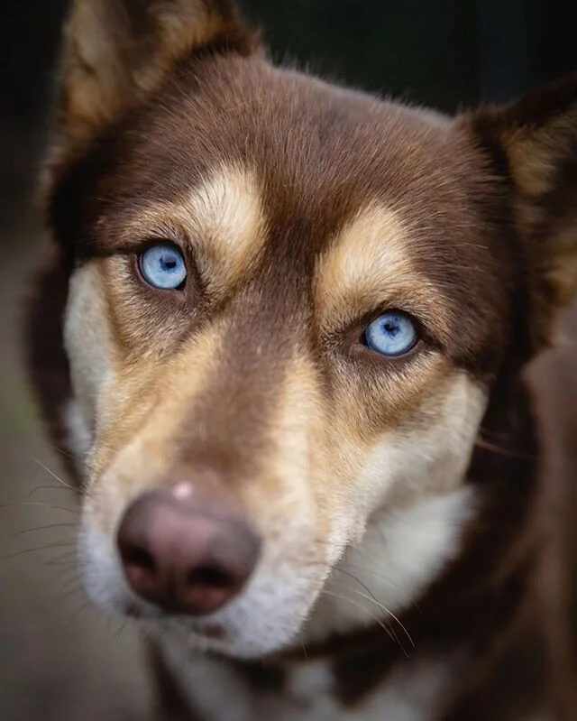 About — Oregon Dog Rescue