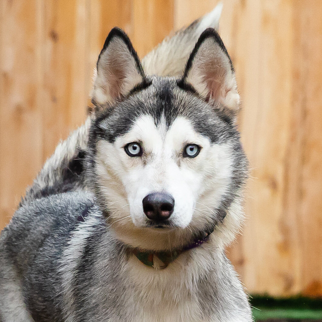 Wish List Oregon Dog Rescue
