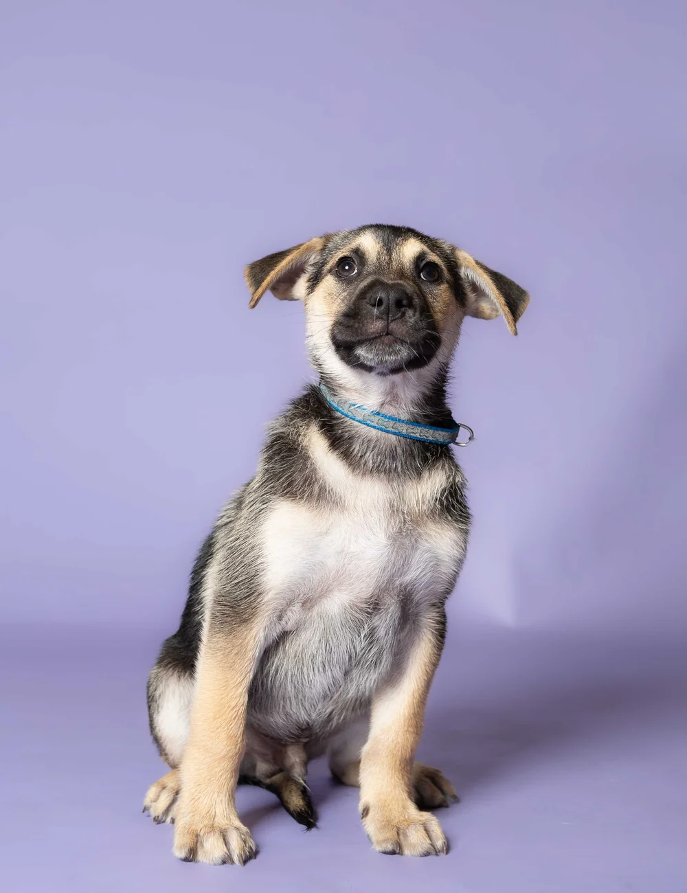 Donate — Oregon Dog Rescue