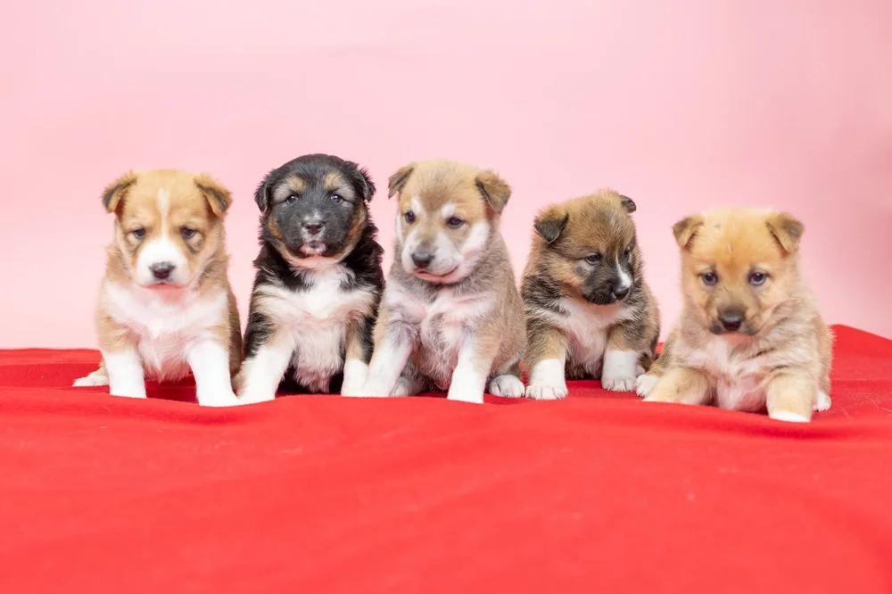 Foster Program — Oregon Dog Rescue