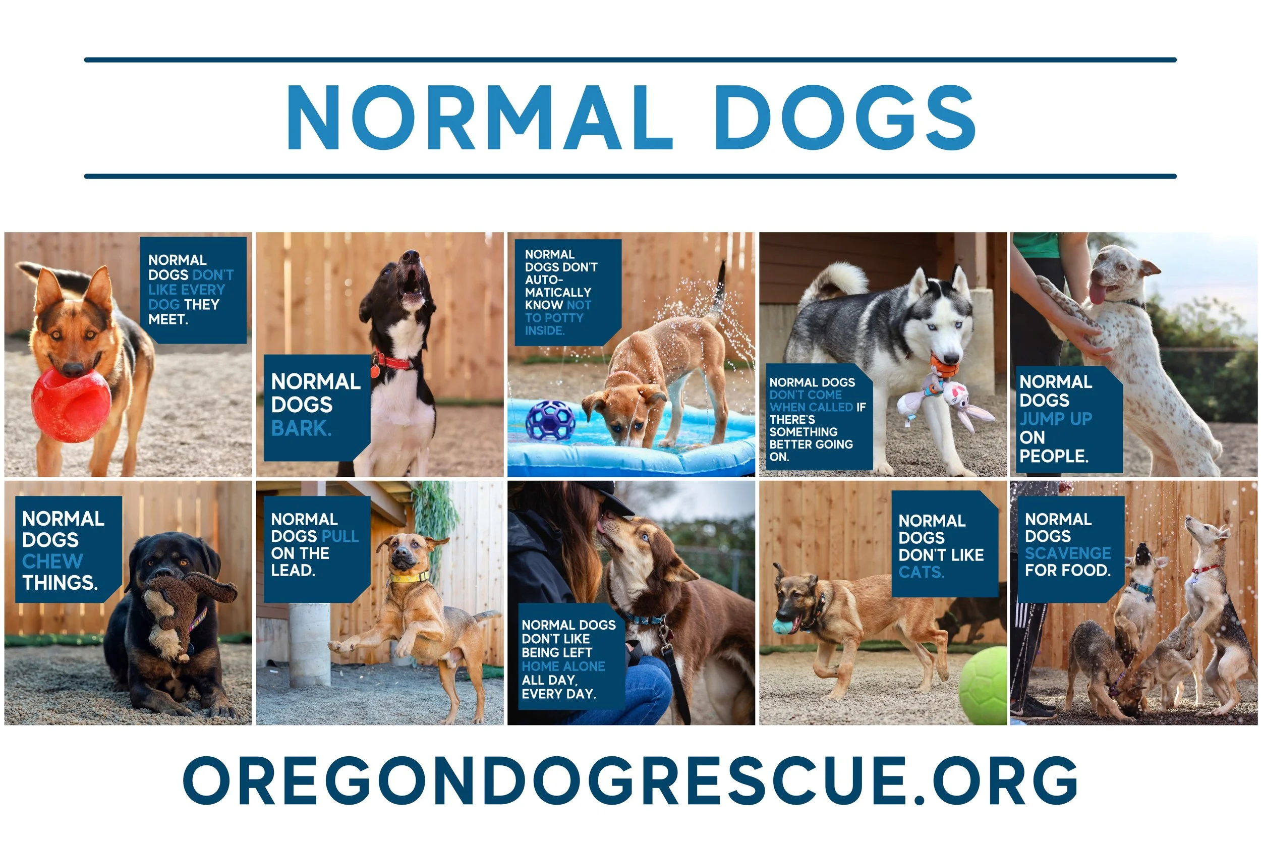 Adopter Resources — Oregon Dog Rescue