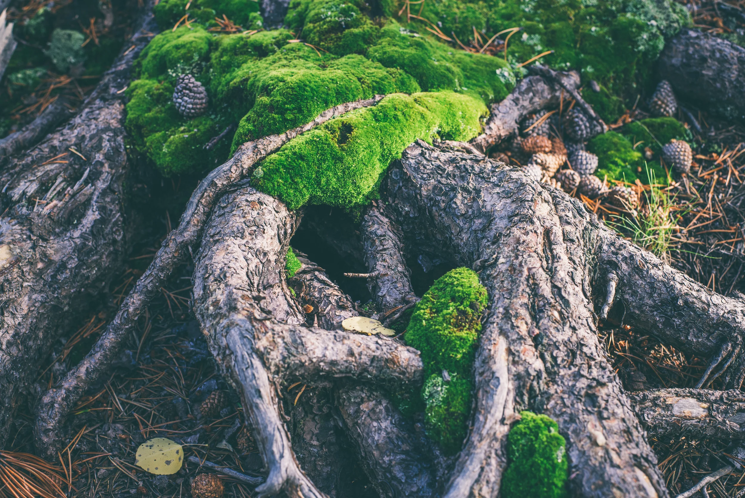 Luke Gottlieb — folk