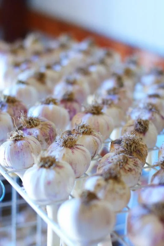 A Garlic Primer: Smell the "Stinking Rose" — folk