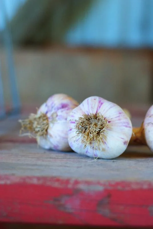 A Garlic Primer: Smell the "Stinking Rose" — folk