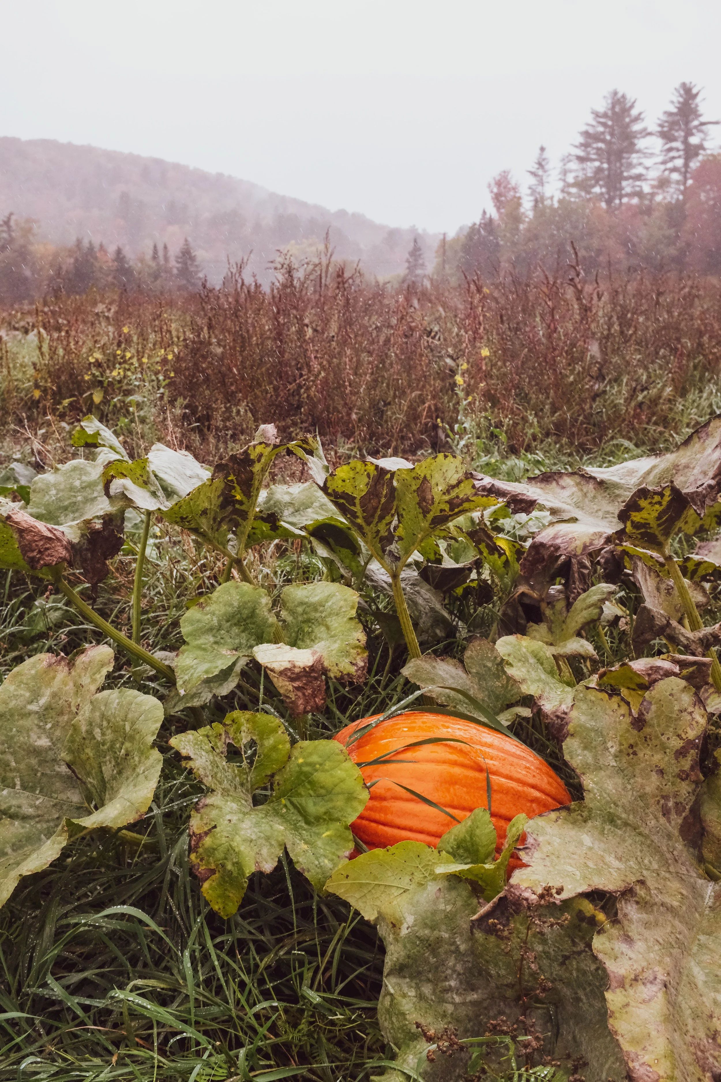 Recollections 1: An Introduction (A Day in Autumn) — folk