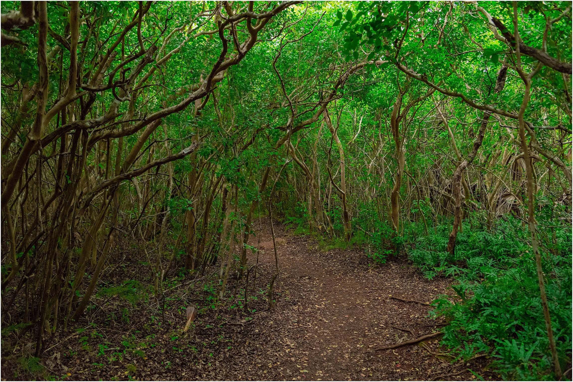Maternity: K & K - Tom Moore's Jungle & Blue Hole Park — Fiander Foto ...