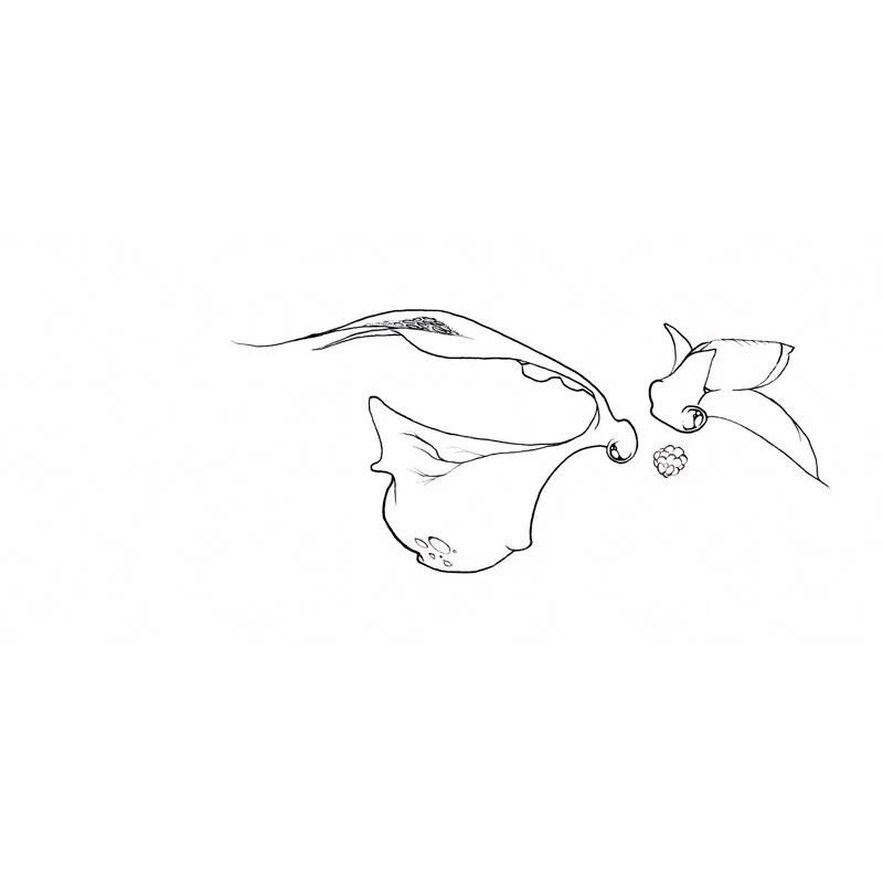 How To Draw Real Plankton