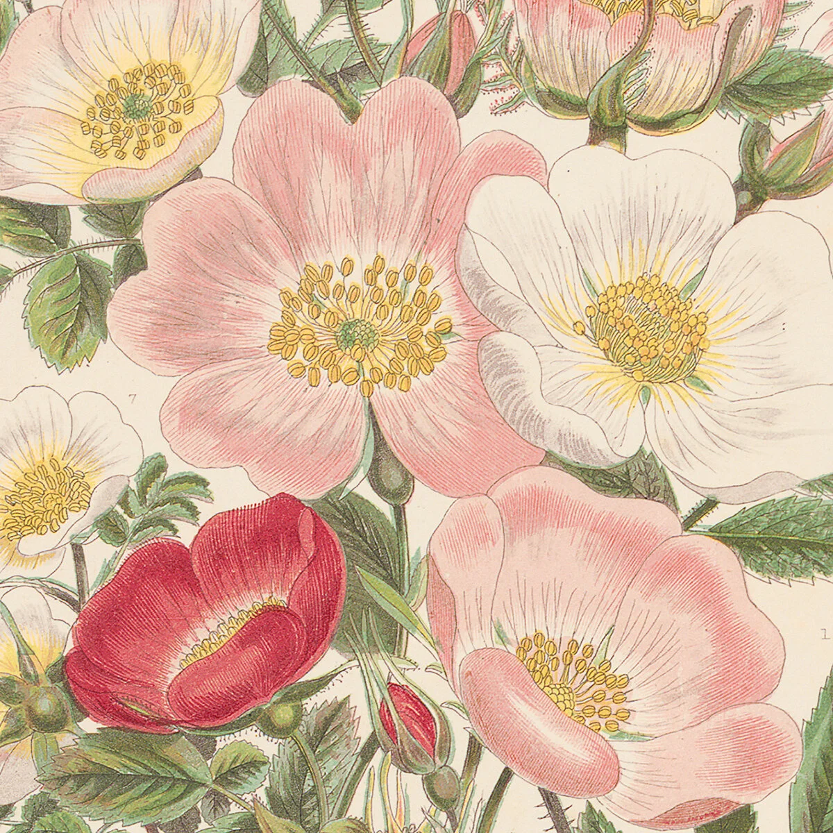 Field Convolvulus Available Framed Garden 1852 Original Antique Hand ...