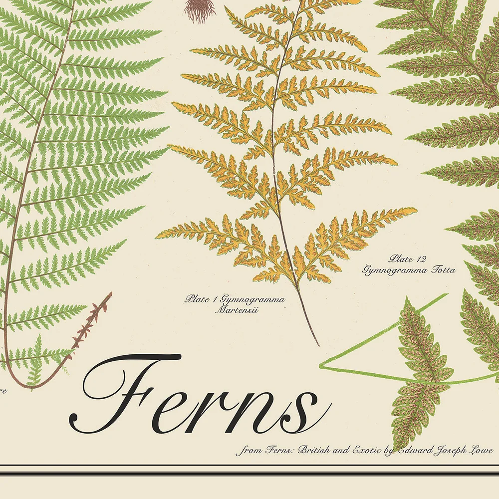 Botanical Illustration Fern