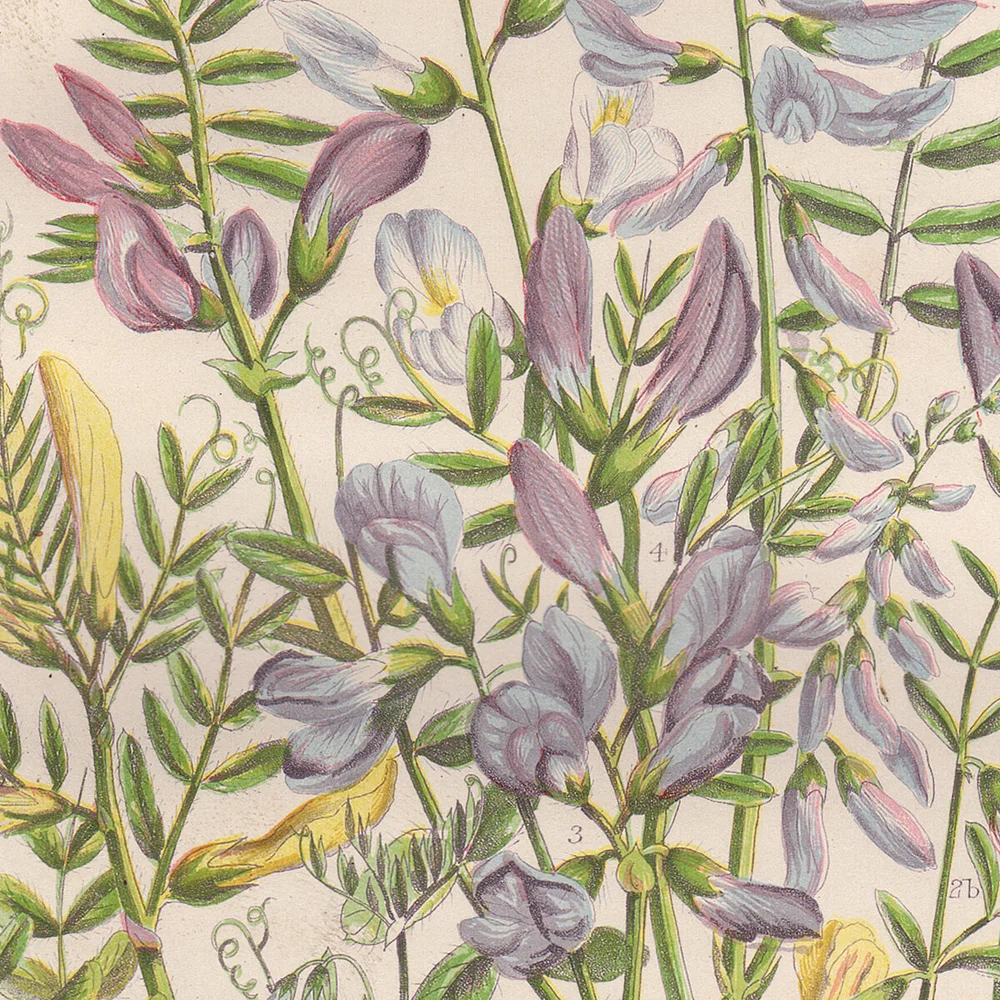Tare Plant