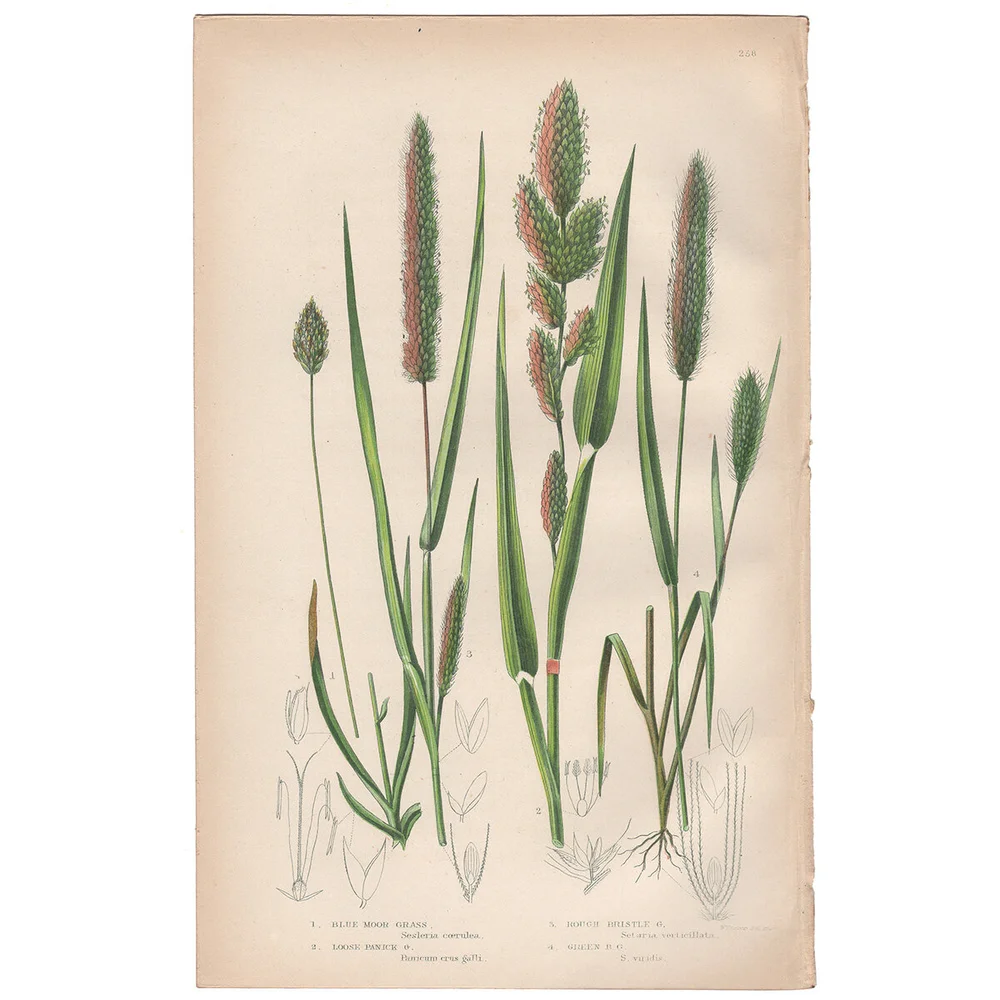 Blue Moor Grass
